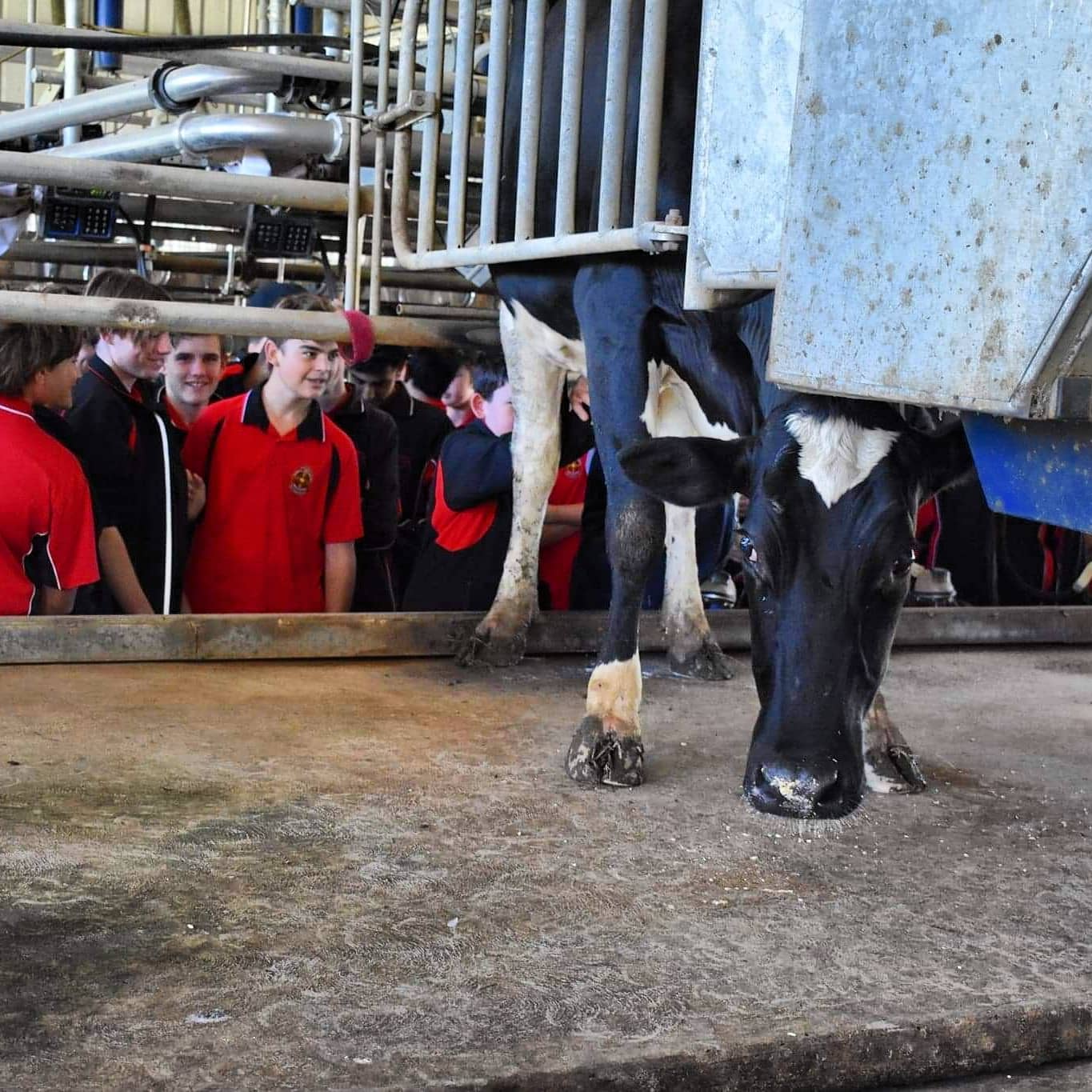 Year 9 Geography Dairy Farm Excursion | Edmund Rice College